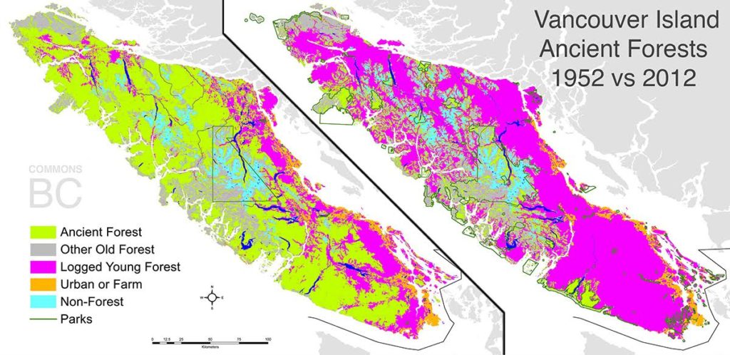 Vancouver Island Ancient Forests – Commons BC